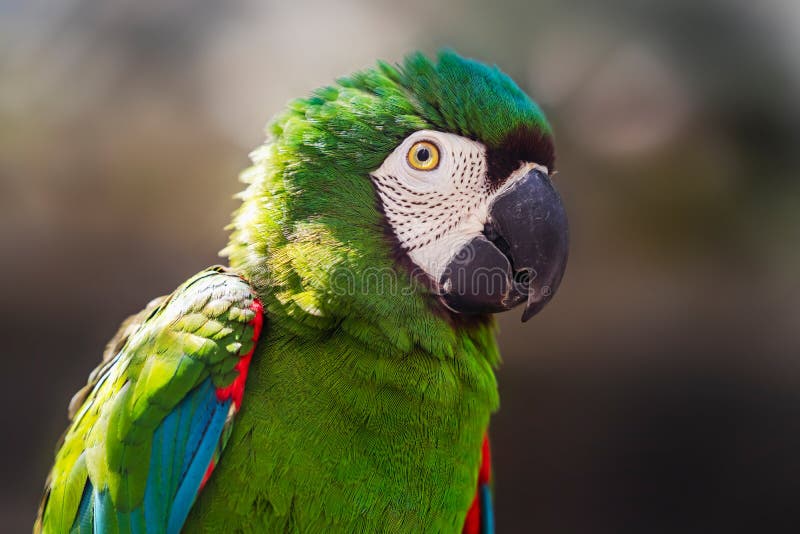 Beautiful Colorful Parrot Bird in Zoo Stock Image - Image of vivid ...