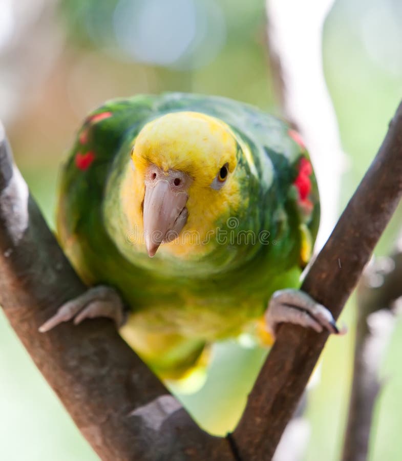 Sick parrot stock photo. Image of colorful, bird, wing - 5774170