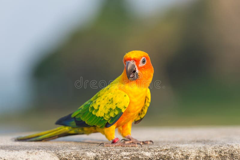 134 Conure Rainbow Stock Photos - Free & Royalty-Free Stock Photos from ...
