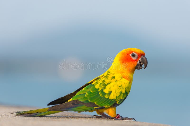 Conure Rainbow Stock Photos - Free & Royalty-Free Stock Photos from ...
