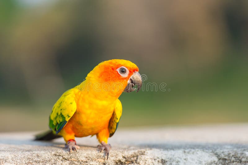 Beautiful Colorful Parrot, Sun Conure Stock Image - Image of natural ...