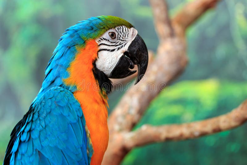 Beautiful and Colorful Parrot on the Tree Branch Stock Image - Image of ...