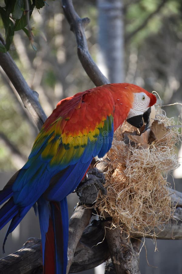 Beautiful Colorful Parrot on a Tree Perch Stock Photo - Image of aves ...