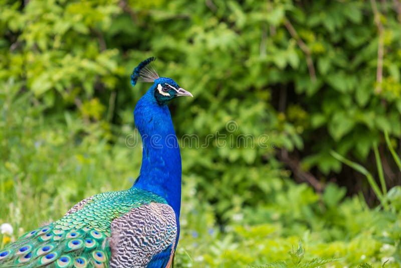 Beautiful Colorful Peacock Bird The Peacock Has An Outstretched Tail