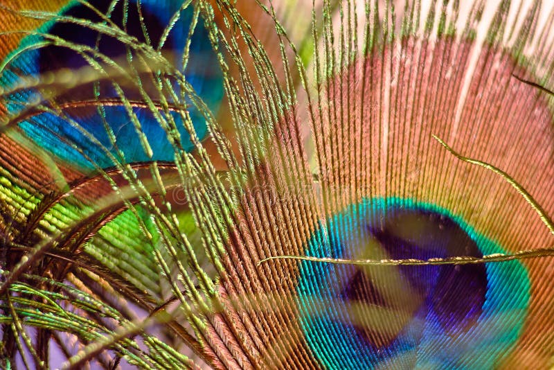 Beautiful Colorful Peacock Feather, Close Up Shot Stock Image - Image ...