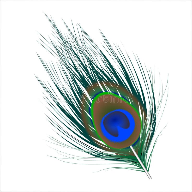 Peacock Vector Image stock vector. Illustration of vector - 15217418