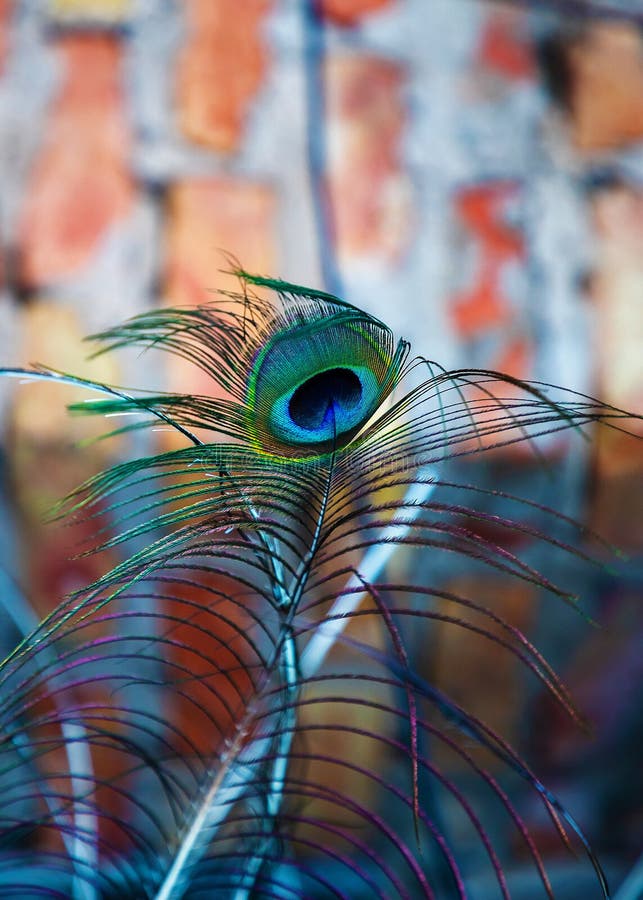 Colorful peacock feathers stock image. Image of abstract - 137839057