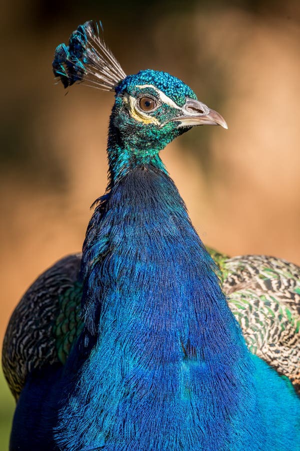 Beautiful Colorful Peacock in the Zoo Stock Photo - Image of peacock ...