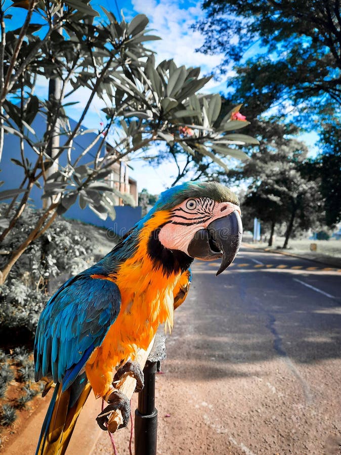 A Beautiful Colorful Pet Parrot Smiling Stock Image - Image of smiling ...