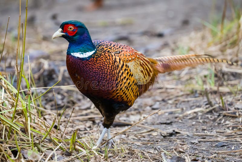Beautiful Colorful Pheasant Close Up on the Ground Stock Image - Image ...