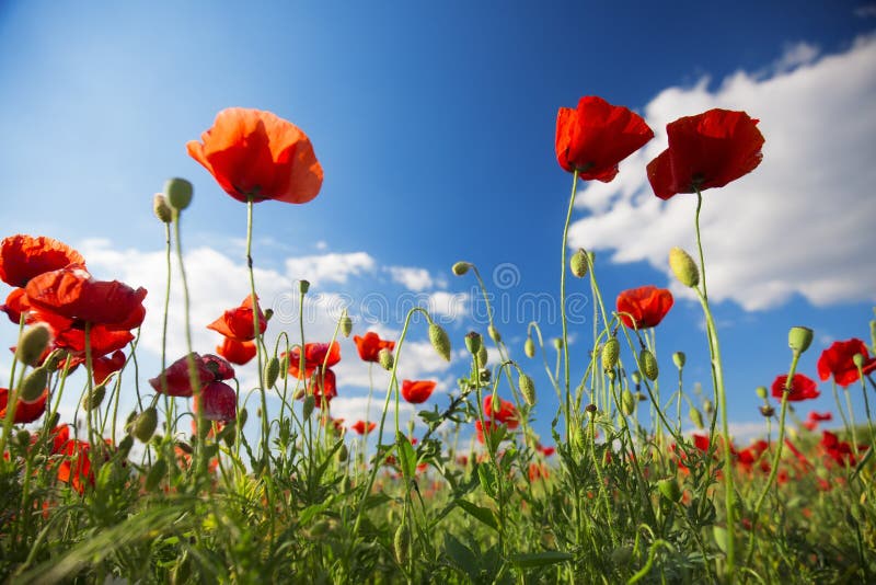 Colorful poppy flowers stock image. Image of leaves, detail - 14740597