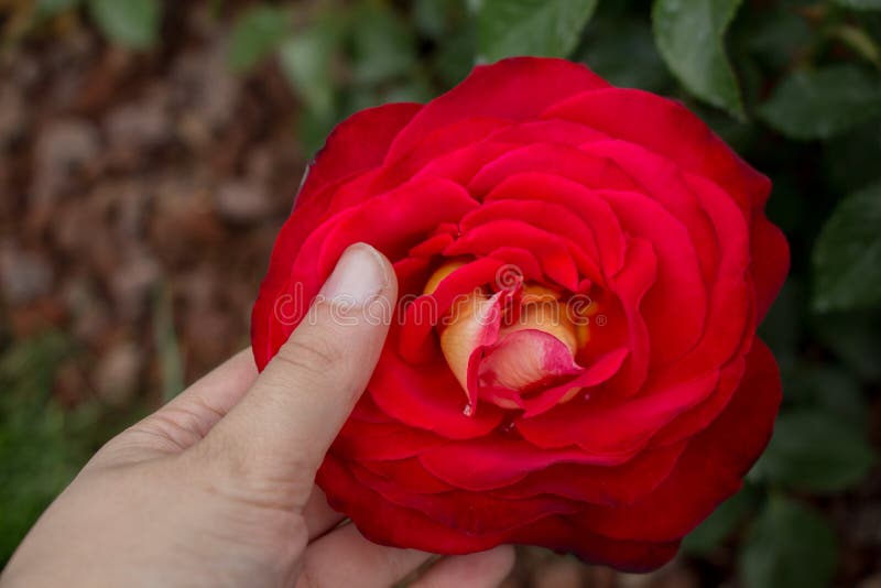 Beautiful Colorful Rose Flower in Hand Stock Image - Image of roses ...