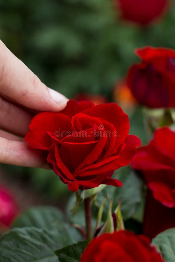 Beautiful Colorful Rose Flower in Hand Stock Photo - Image of green ...