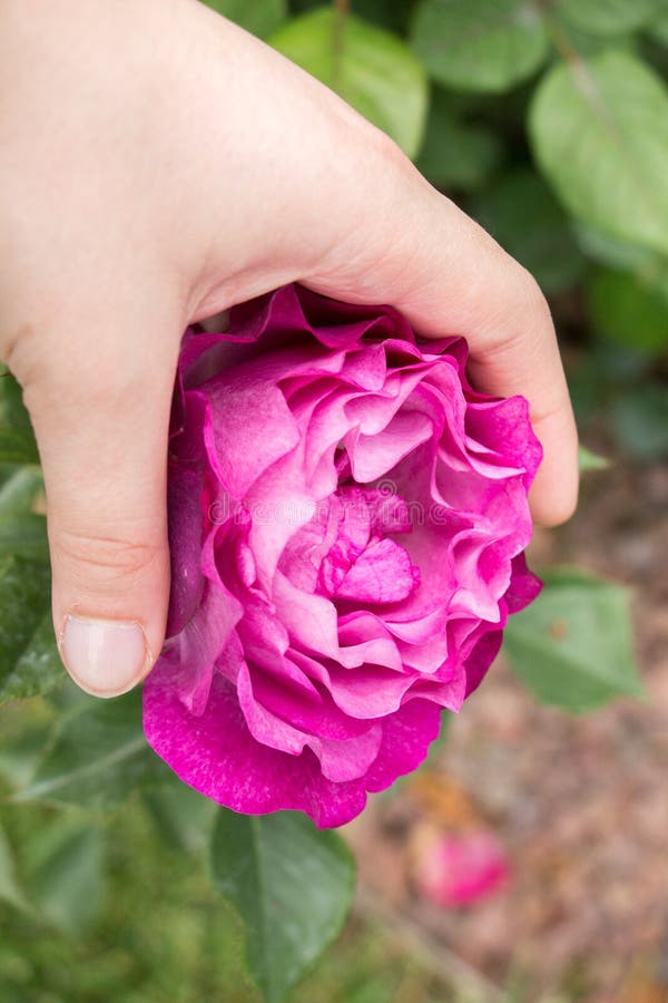 Beautiful Colorful Rose Flower in Hand Stock Photo - Image of petal ...
