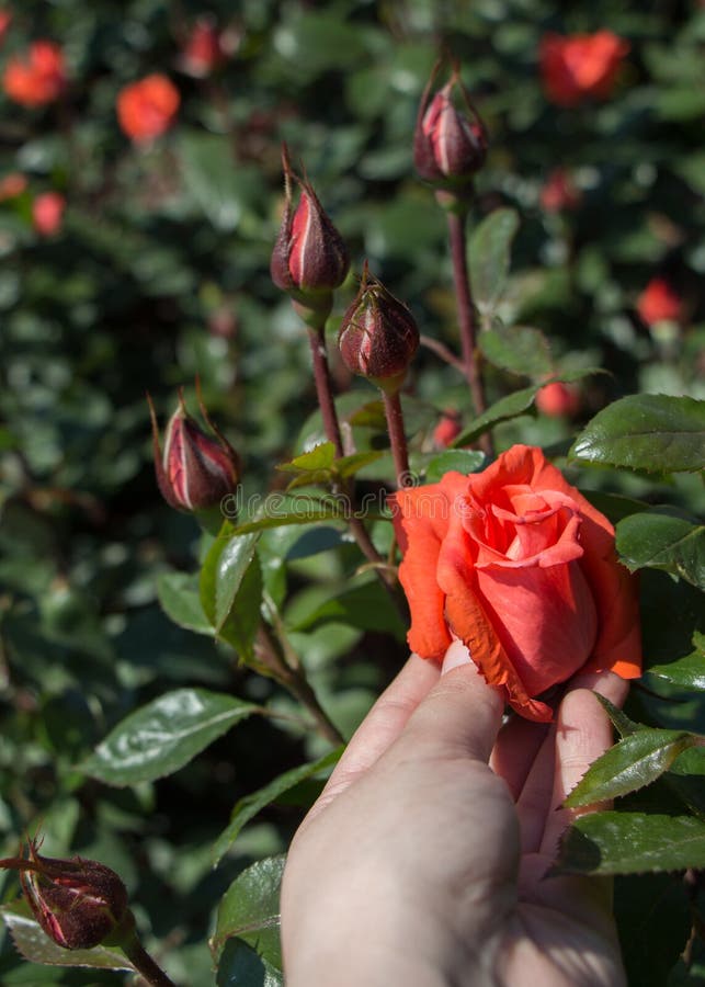 Beautiful Colorful Rose Flower in Hand Stock Image - Image of romance ...