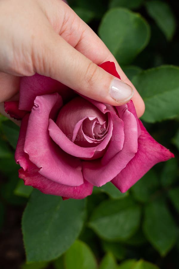 Beautiful Colorful Rose Flower in Hand Stock Photo - Image of summer ...