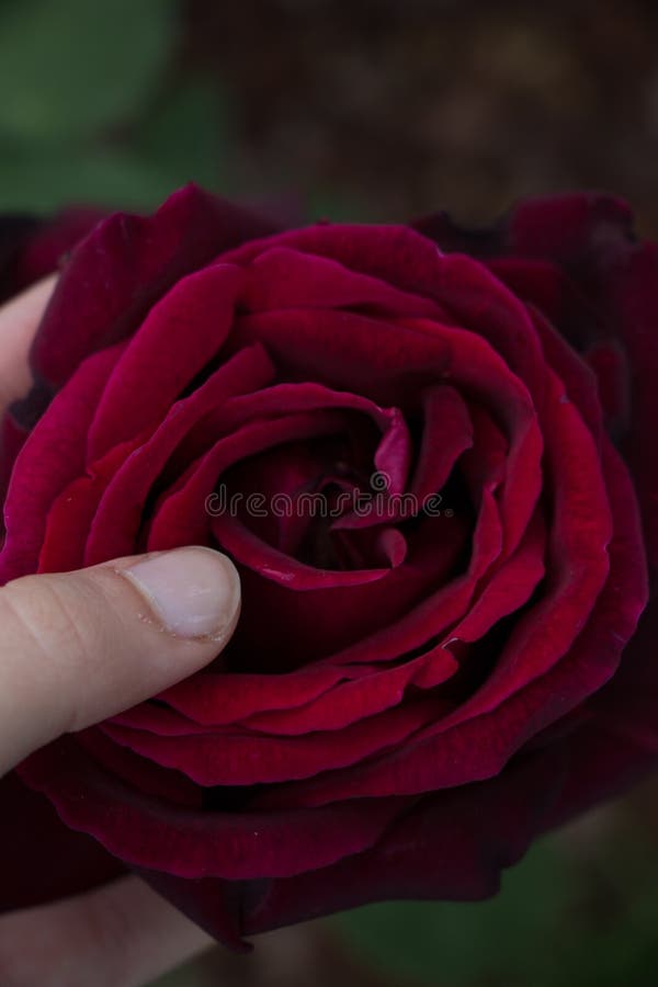 Beautiful Colorful Rose Flower in Hand Stock Photo - Image of green ...
