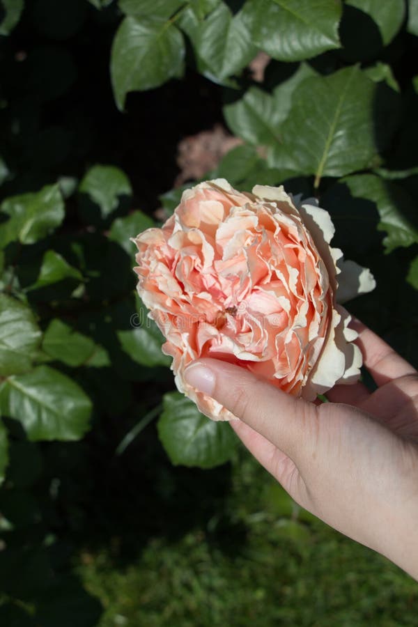 Beautiful Colorful Rose Flower in Hand Stock Photo - Image of fresh ...
