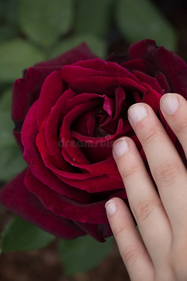 Beautiful Colorful Rose Flower in Hand Stock Image - Image of holding ...