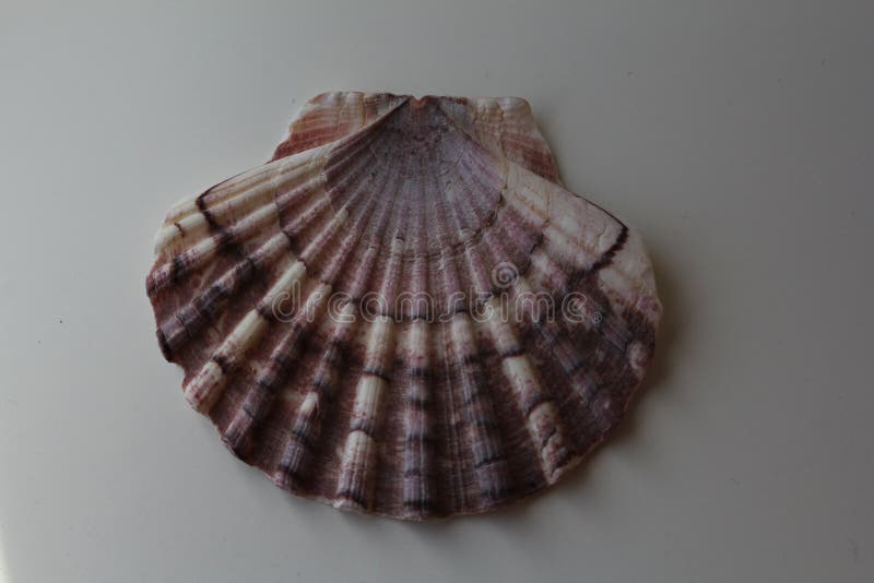 A Beautiful Colorful Scallop Shell with Symmetrical Pattern Stock Photo ...