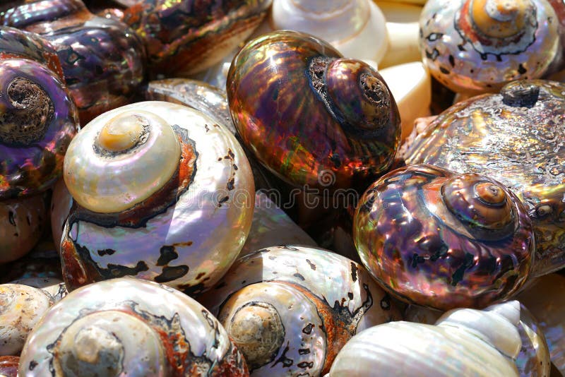 Beautiful Colorful Shells Freshly Caught in Herakleio Stock Photo ...
