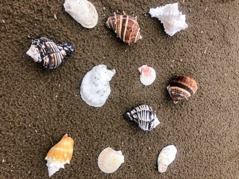 Beautiful and Colorful Shells on Sandy Beach Stock Image - Image of ...