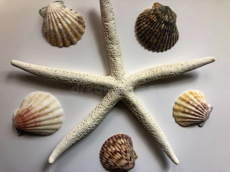 Beautiful and Colorful Shells and White Starfish Stock Image - Image of ...