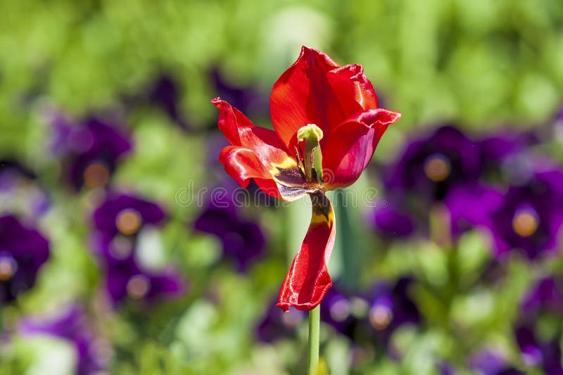 Beautiful Colorful Spring Flower Blooming in the Meadow Stock Photo ...