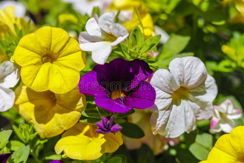 Beautiful Colorful Spring Flowers Stock Photo - Image of petal, rose ...