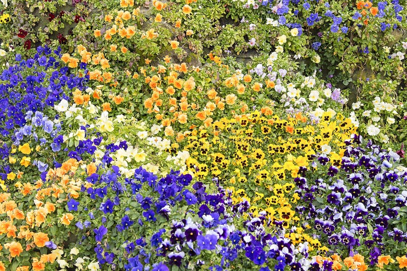 Beautiful Colorful Spring Flowers Stock Image - Image of fresh, natural ...