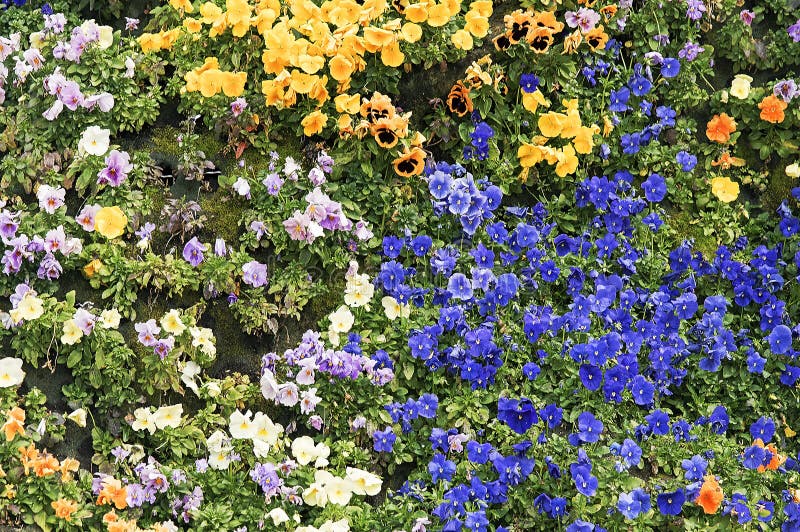 Beautiful Colorful Spring Flowers Stock Image - Image of bloom, blue ...