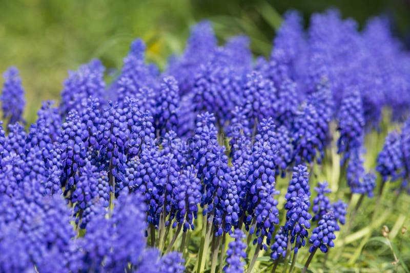Wonderful spring flowers stock image. Image of allergies - 140753351