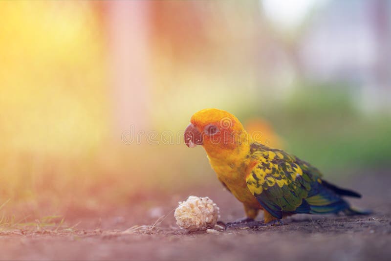 Beautiful Colorful Sun Conure Parrots Eating on a Floor Stock Image ...