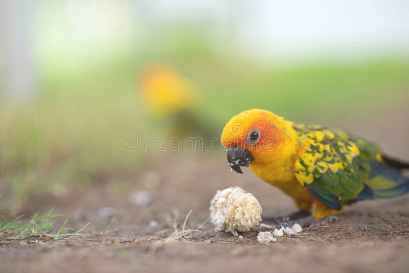 Beautiful Colorful Sun Conure Parrots Eating on a Floor Stock Photo ...