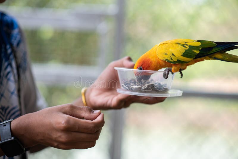Beautiful Colorful Sun Conure Parrots Eating on a Hand Stock Image ...