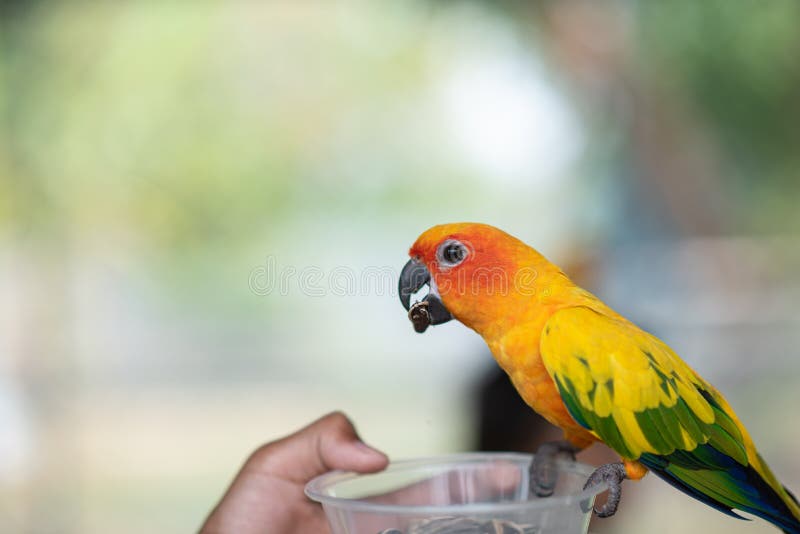 Beautiful Colorful Sun Conure Parrots Eating on a Hand Stock Image ...