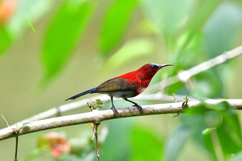 Cute Sunbird. stock photo. Image of nature, scientific - 126937738
