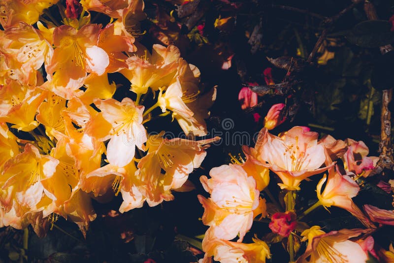 Beautiful Colorful Texture. Natural Background Stock Image - Image of ...