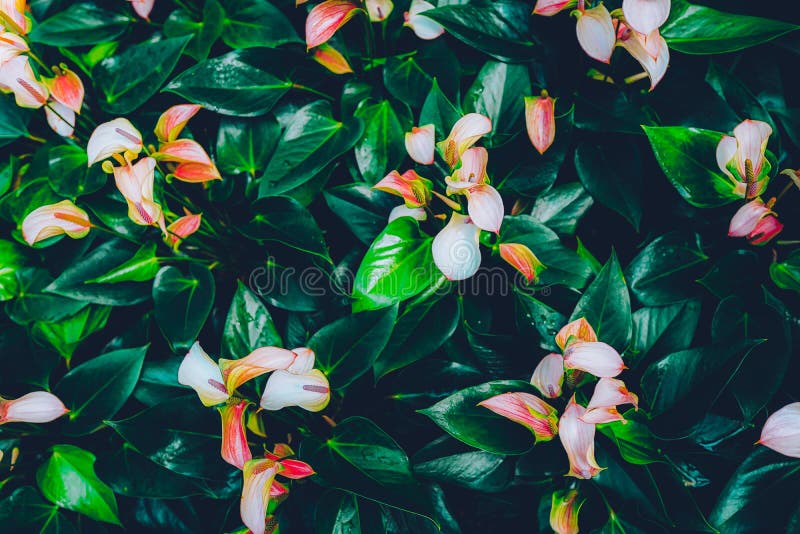 Beautiful Colorful Texture. Natural Background Stock Image - Image of ...