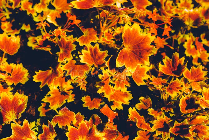 Beautiful Colorful Texture. Natural Background Stock Image - Image of ...