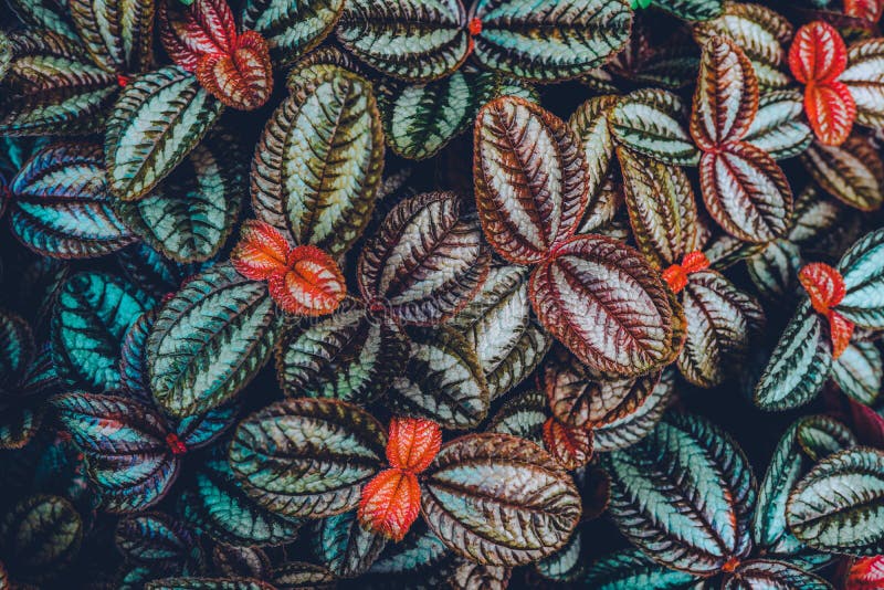 Beautiful Colorful Texture. Natural Background Stock Photo - Image of ...