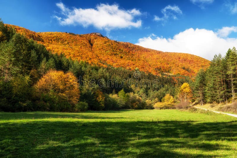Beautiful Colorful Trees in Autumn Forest Stock Image - Image of autumn ...