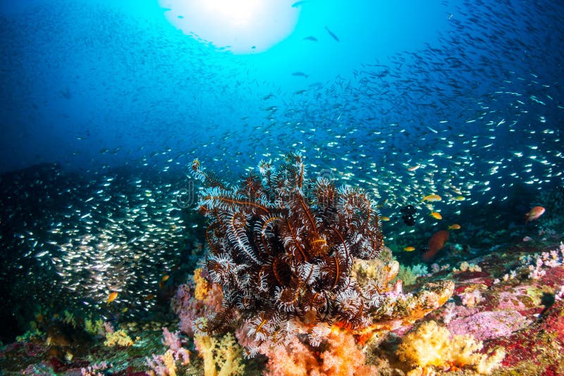 Beautiful, Colorful Tropical Coral Reef Stock Photo - Image of exotic ...