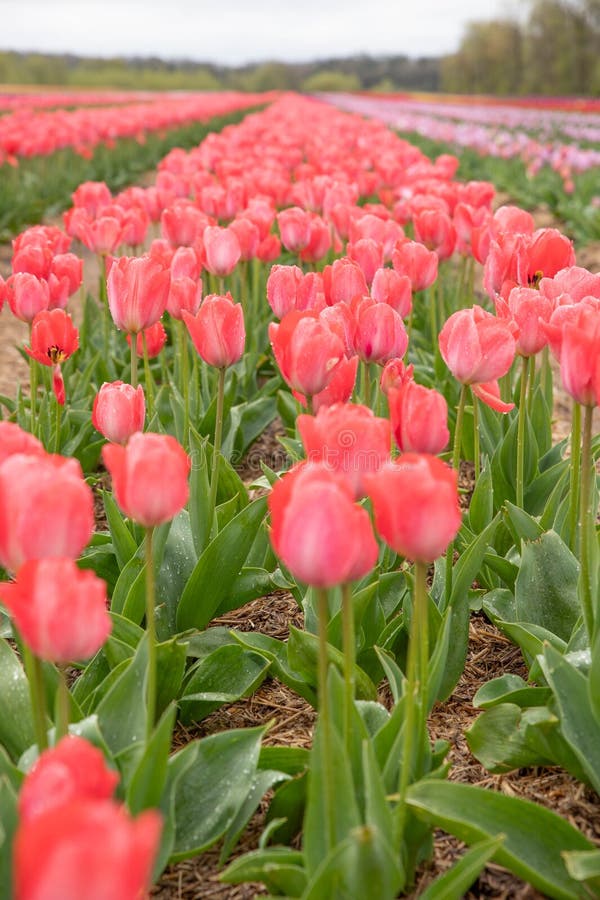 The Beautiful and Colorful Tulip Fields Stock Photo - Image of tulip ...