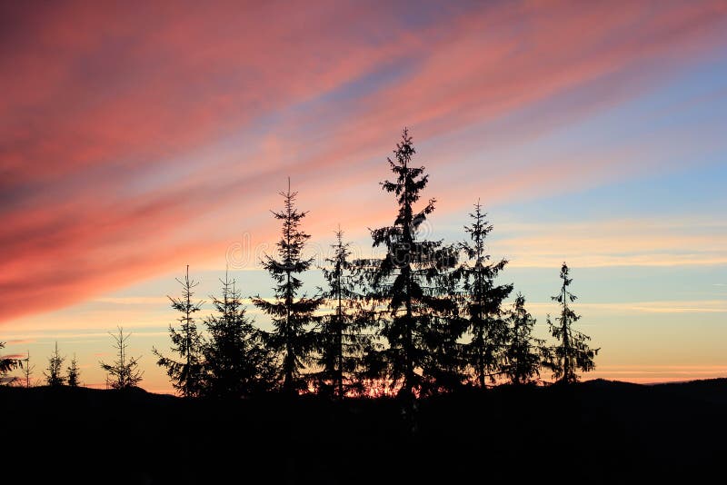 Beautiful Colorful Vanilla Sky Sunset Over the Pine Trees Stock Image ...