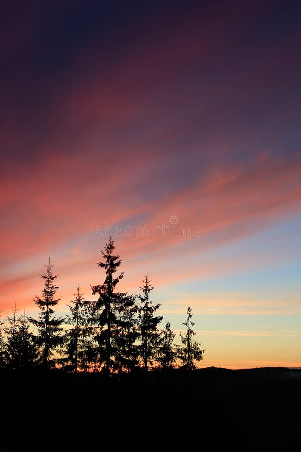 Beautiful Colorful Vanilla Sky Sunset Over the Pine Trees Stock Image ...