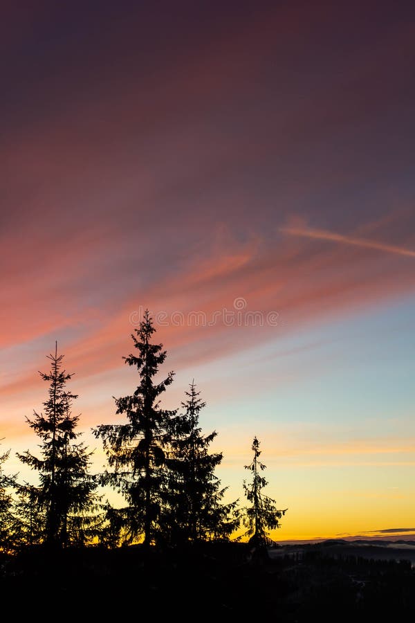 Beautiful Colorful Vanilla Sky Sunset Over the Pine Trees Stock Photo ...