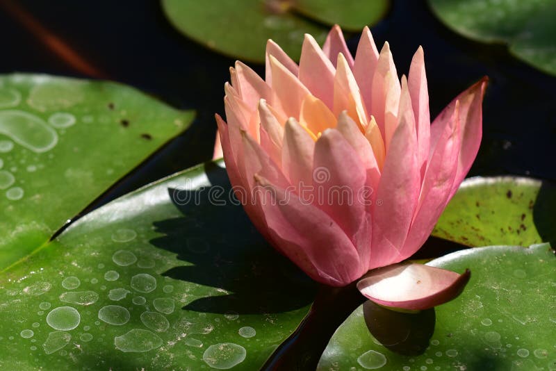 Beautiful Colorful Water Lilly Close Up In The Sunshine Stock Image Image Of Home Backgraund