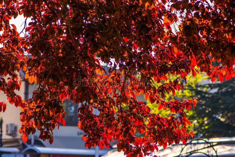Colorful branches of tree stock image. Image of natural - 115494791