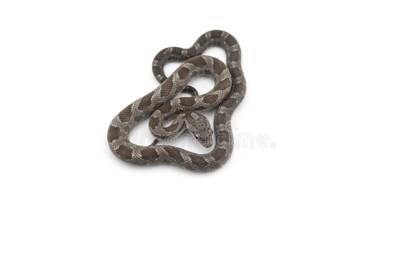 Beautiful Colorfull Rat Snake Stock Photos - Free & Royalty-Free Stock ...